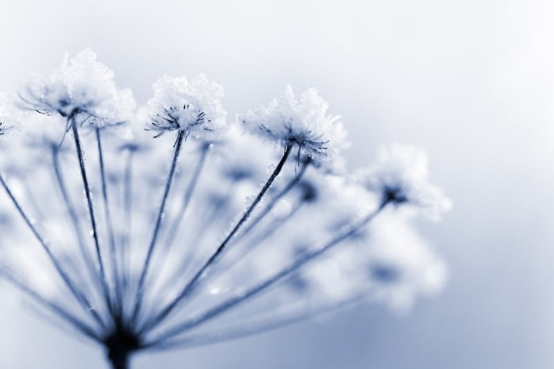 Diese Winterpflanzen Setzen Ihren Garten Und Balkon Ins Blickfeld ...
