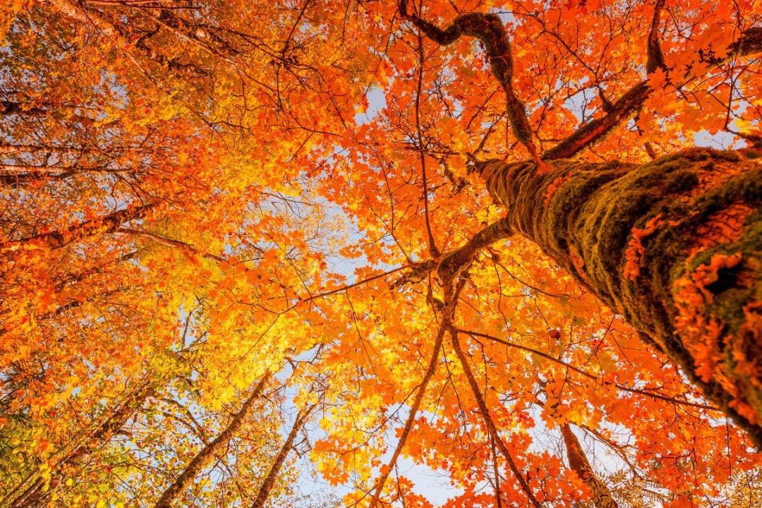 Die Schönsten Herbstsprüche Und Zitate Über Die Goldene Jahreszeit ...