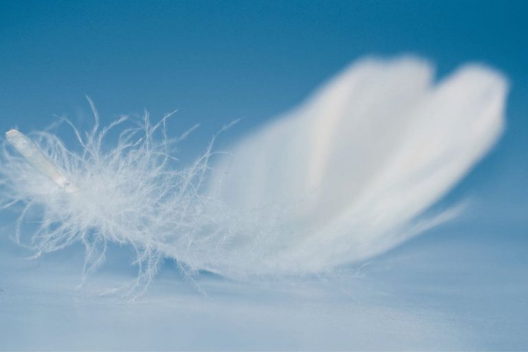 Weiße Feder Bedeutung: Sind Die Federn Botschaften Des Himmels ...